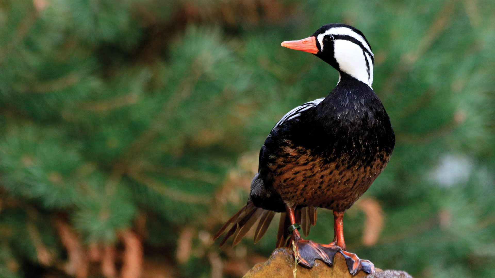 Torrent Duck Grant – International Wild Waterfowl Association